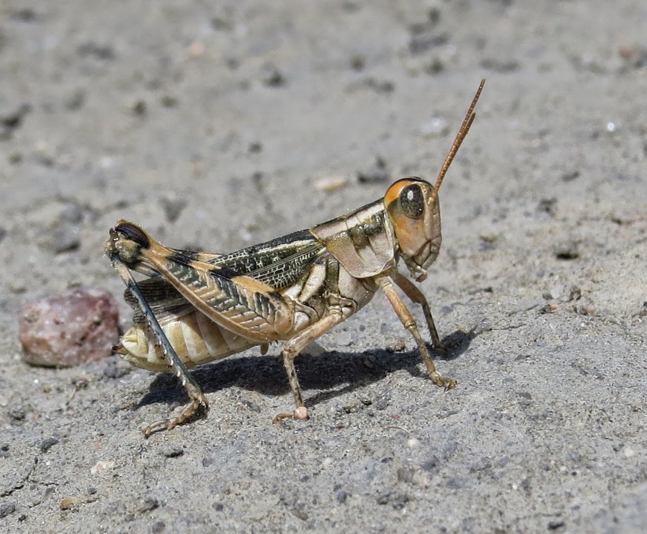 Bug Eric: Thistle Grasshopper