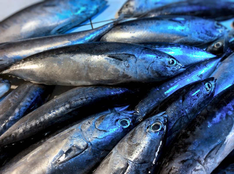 All about tuna | dead-hungry