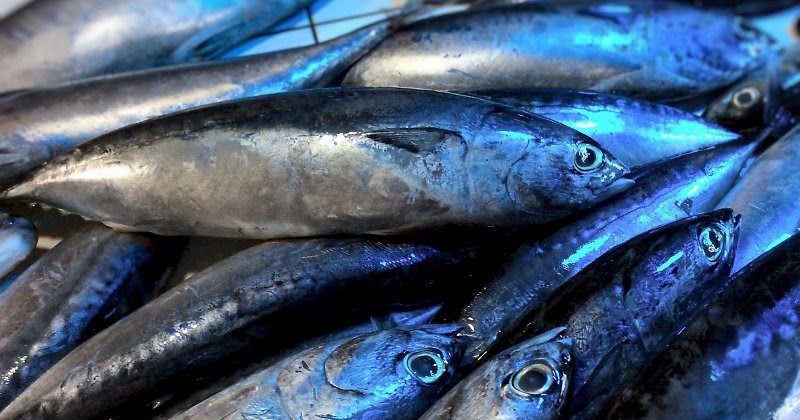 All about tuna | dead-hungry