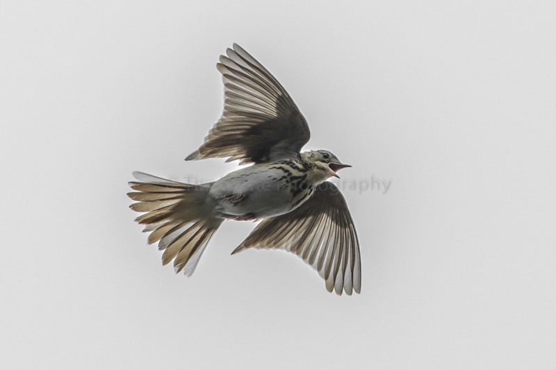 Colyton Wildlife: TREE PIPIT performing beautifully in flight