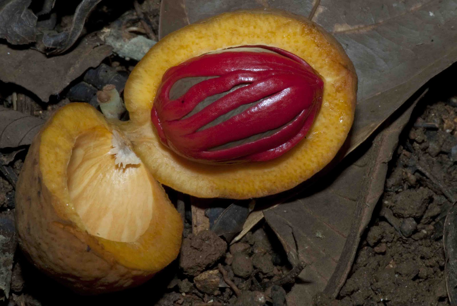 ECOSISTEMAS DE COSTA RICA: BOSQUE TROPICAL LLUVIOSO DE BAJURA