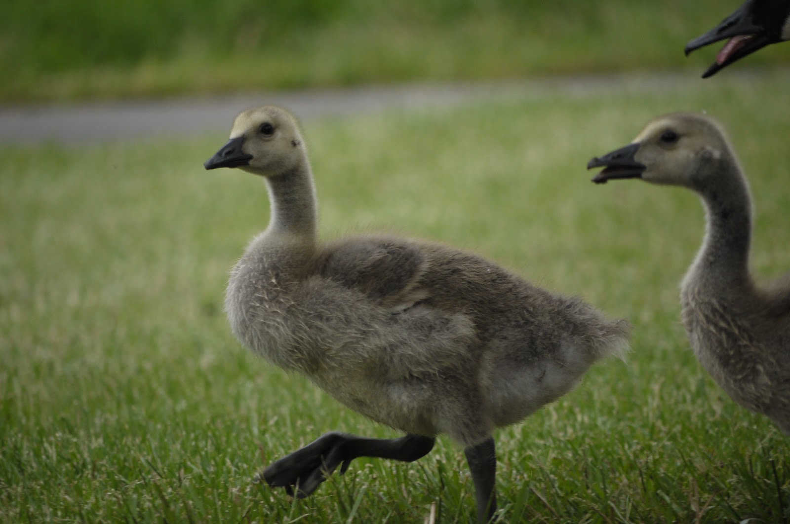 Stardust Explosions: Photography Stock | Baby Geese Close Up Shots