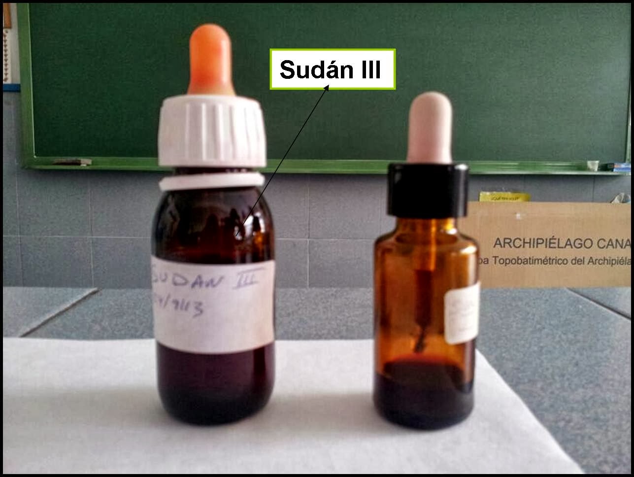 Biología humana: Prueba C. Lípidos. Análisis mediante el reactivo de Sudan III.