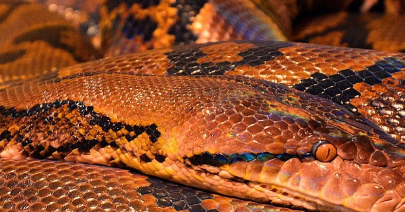 magic world around: Giant Pythons Are Attacking People in Indonesia