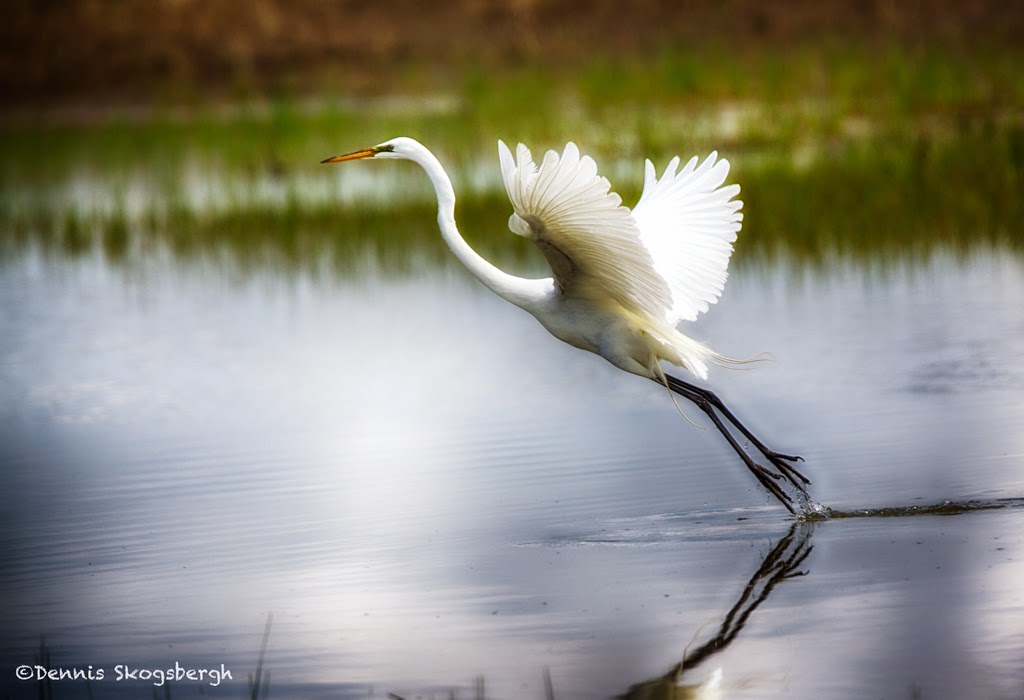 Bellas Aves de El Salvador: Ardea alba (garza blanca) Residente y ...