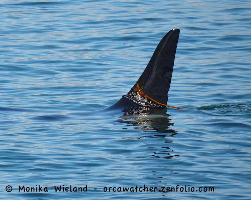 Orca Watcher: Another Spectacular Sunday: Eagles, J-Pod, and the L12s