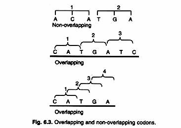 Genetic code | Definition, Characteristics, Table, & Facts ~ Biology 24/7