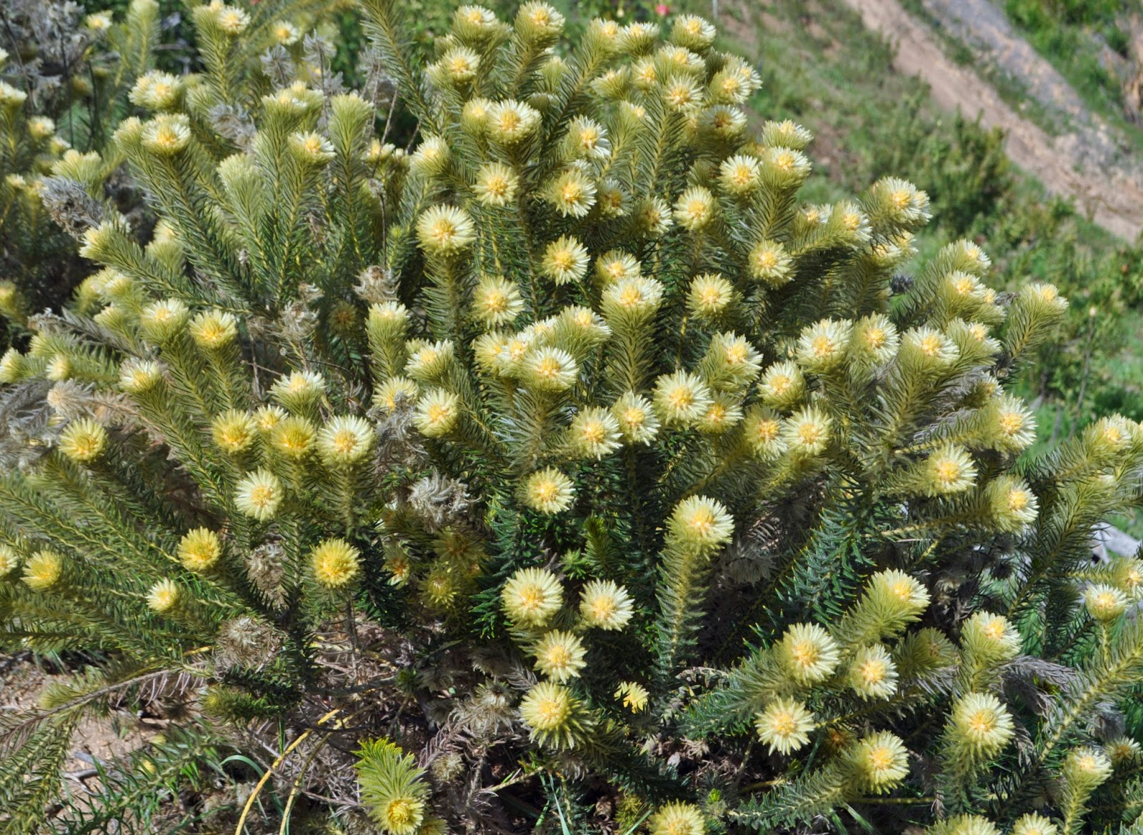 A Passion for Flowers: Phylica Pubescens – Featherhead