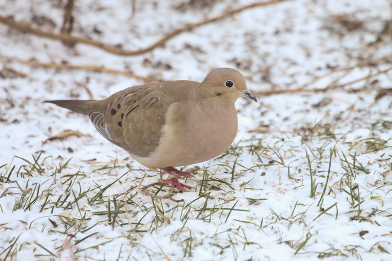 Tails of Birding: Mourning Dove