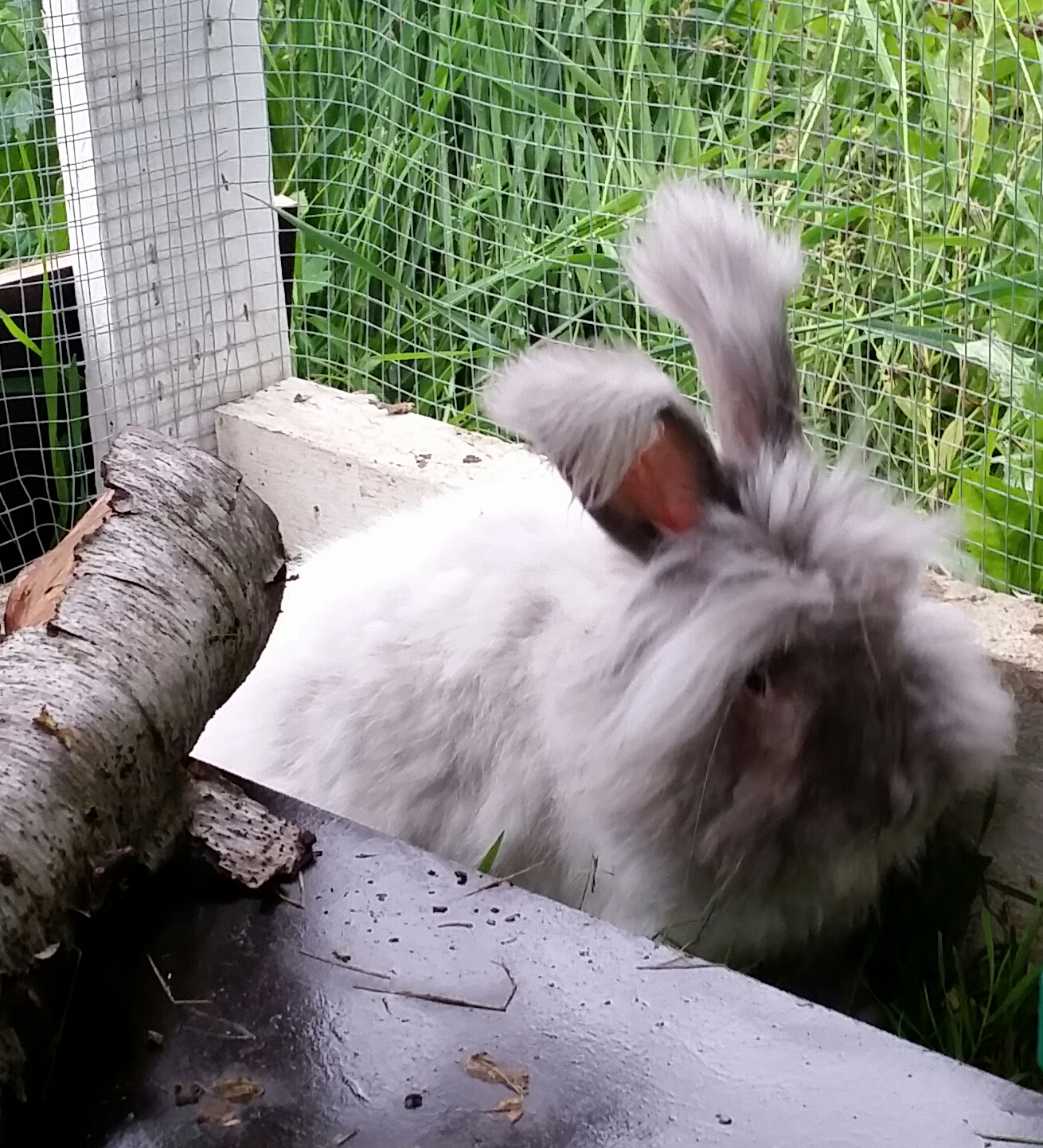 Siltajoen Sirkus - kanamaisia kirjoituksia: Angorakanien ulkomajoitus