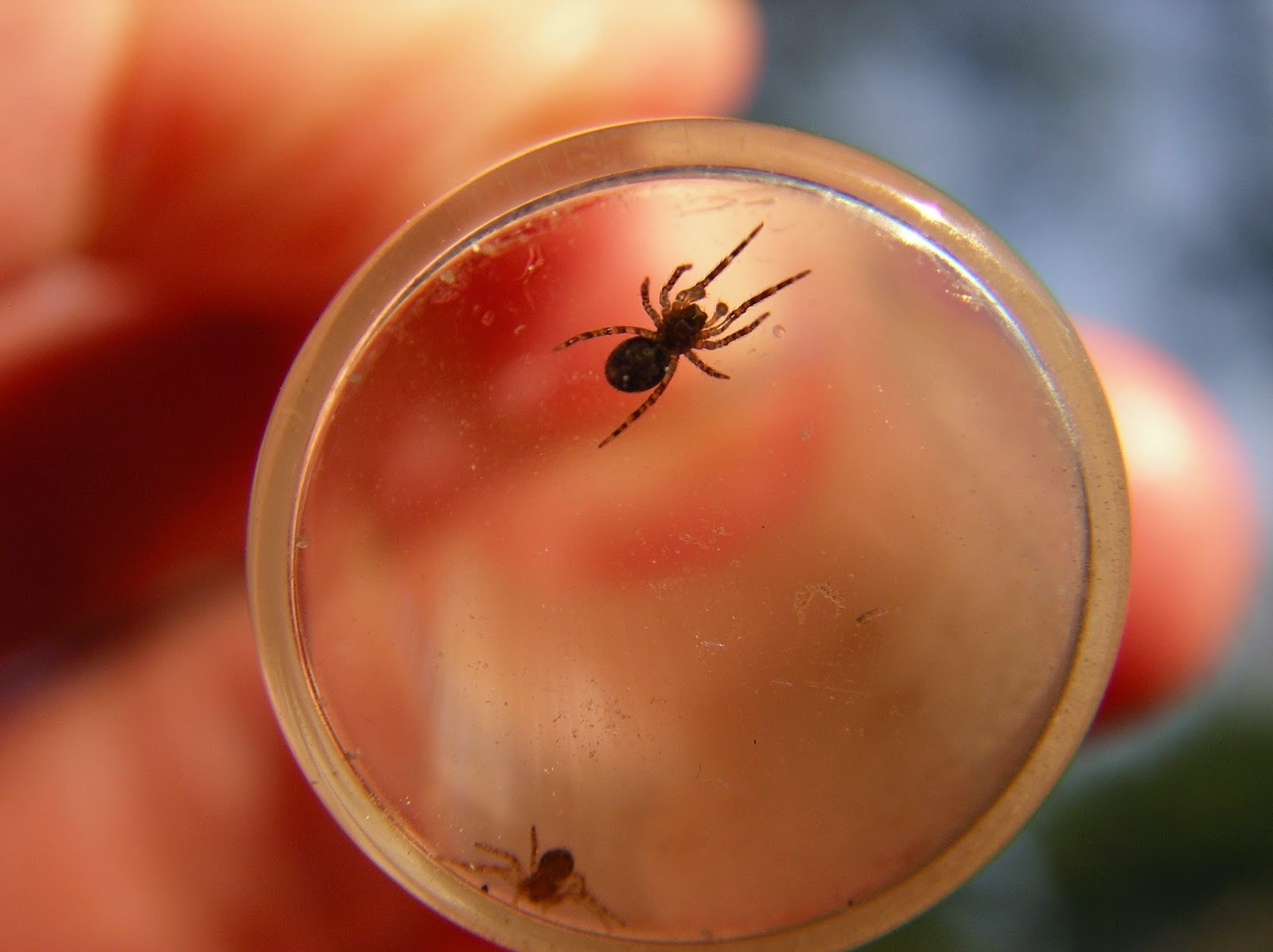 Adventures Of A Pine Cone Spider Collector: 23-Dec-2014: Documenting ...