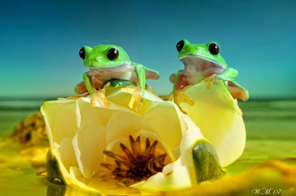 Amazing Arts: Incredible Photographs of Colored Frogs by Dutch photographer