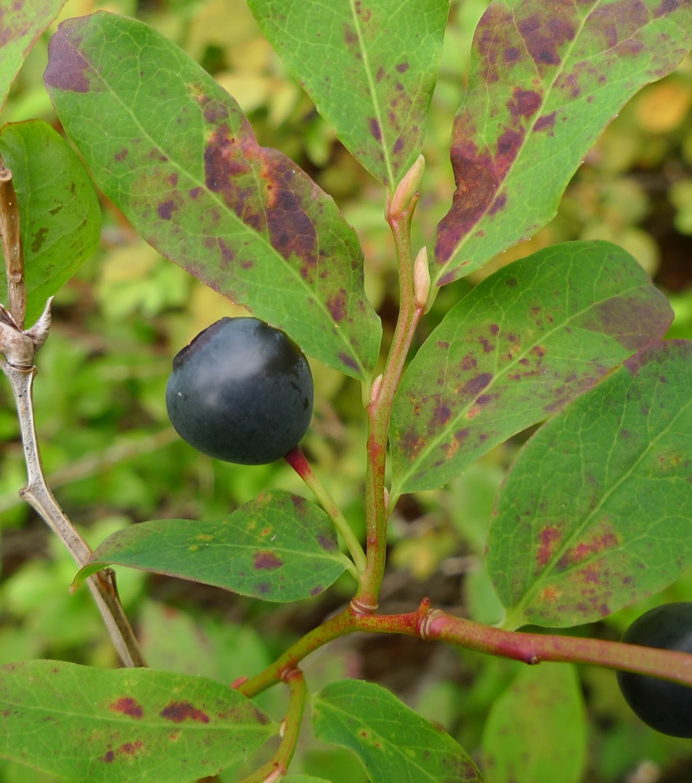 Wild Harvests: September 2013