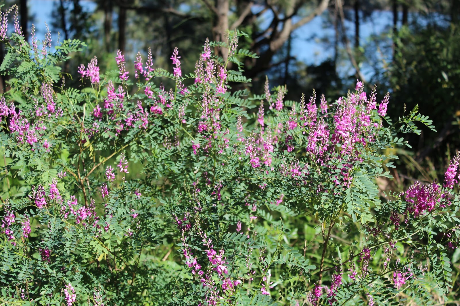 australian native plants: Indigofera australis Austral Indigo