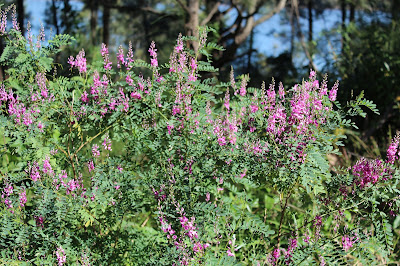 australian native plants: Indigofera australis Austral Indigo