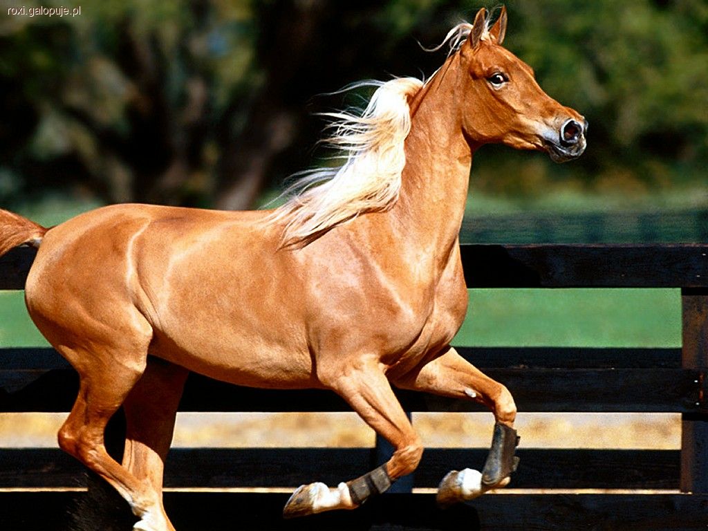 ,,Bo najpiękniejsze na świecie są konie ": Rasy koni