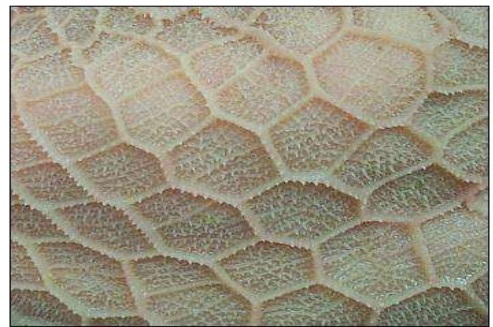 anatomy dan fungsi rumen pada ruminansia - Elinotes - Review By Eli ...