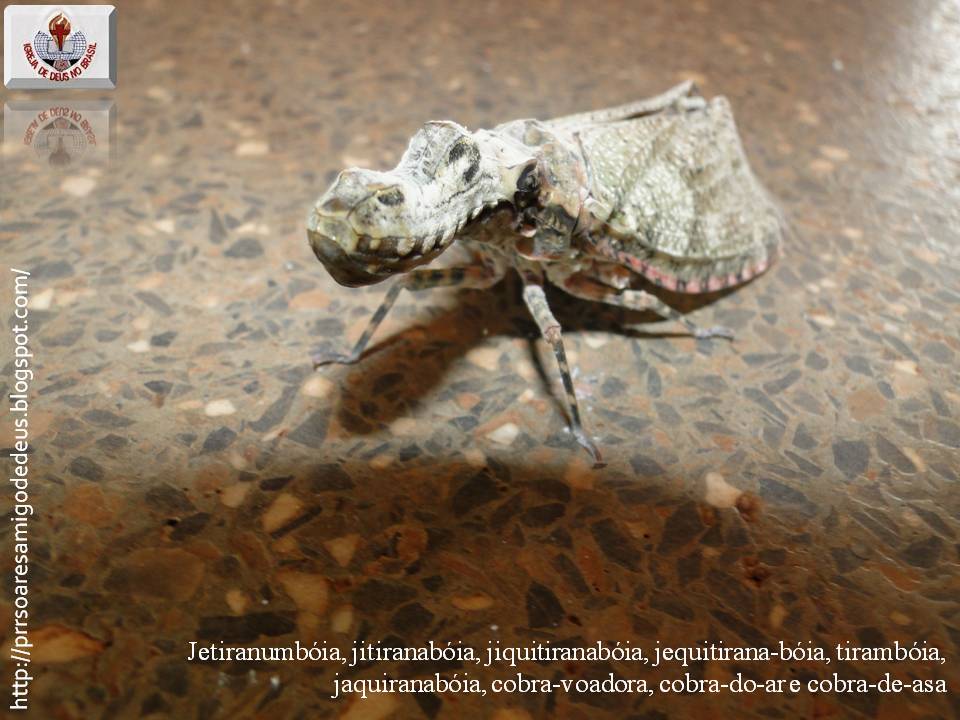 prrsoares: Jetiranumbóia, jitiranabóia, jiquitiranabóia, jequitirana ...