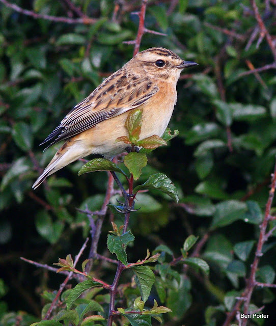 Bardsey's Wildlife: Autumn round-up