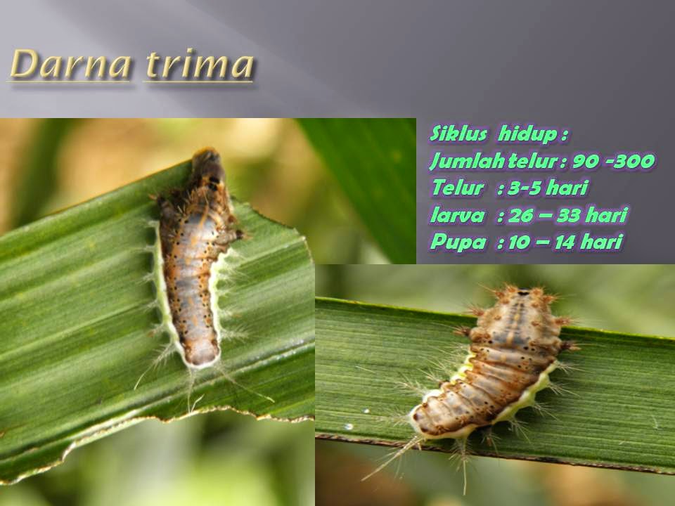 PANDUAN PENGENDALIAN ORGANISME PENGGANGGU TANAMAN (OPT) KELAPA SAWIT ...