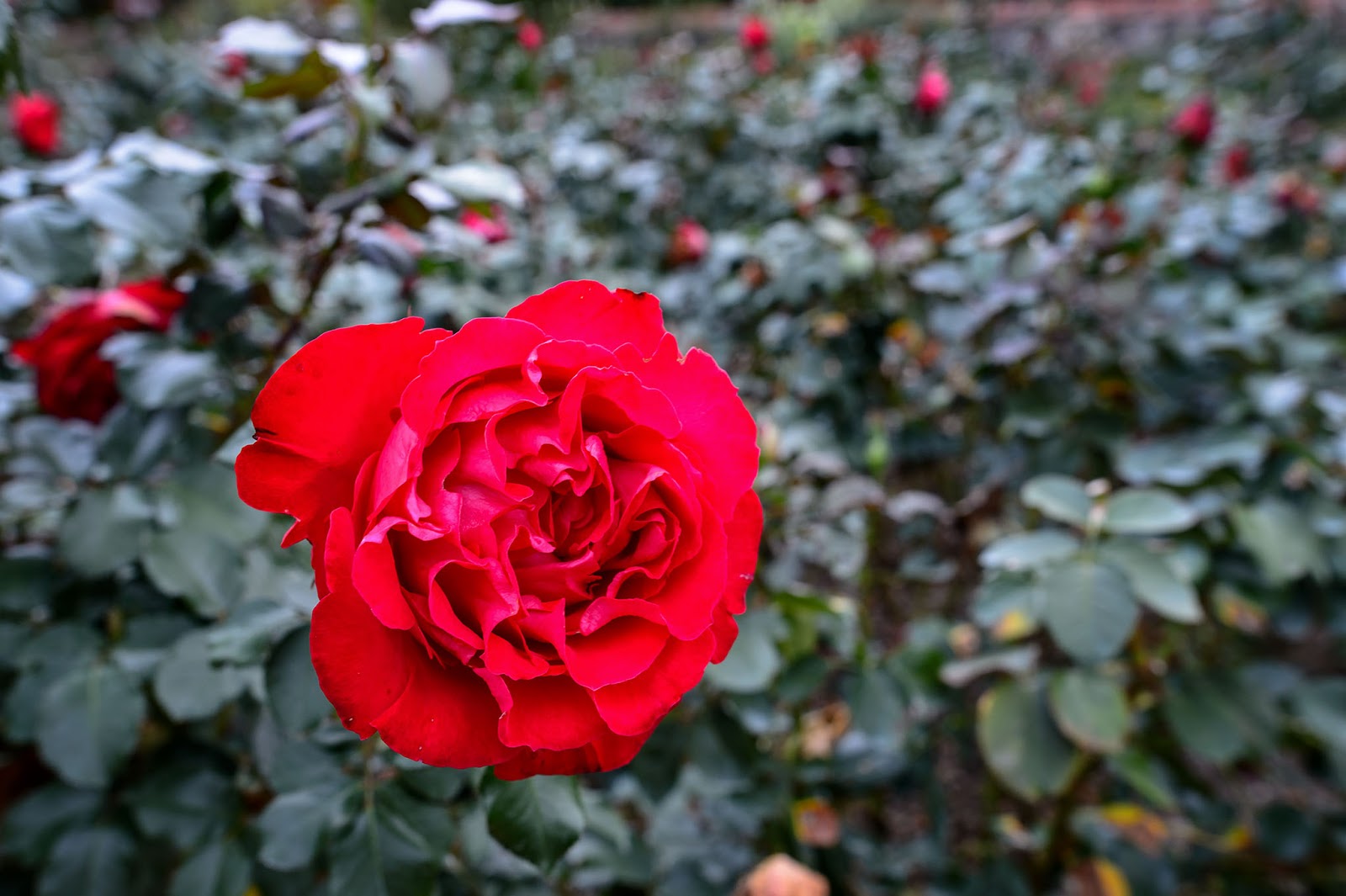 Bubba's Garage: Photos of Biltmore Gardens in the Fall