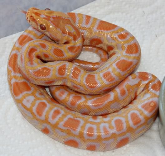 The Joys of Reptile Keeping and Awesome Reptiles: Burmese Pythons