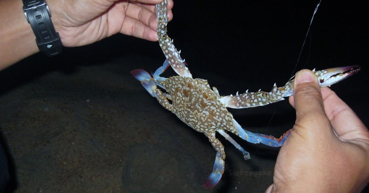 Ketam Laut | Siakappaka