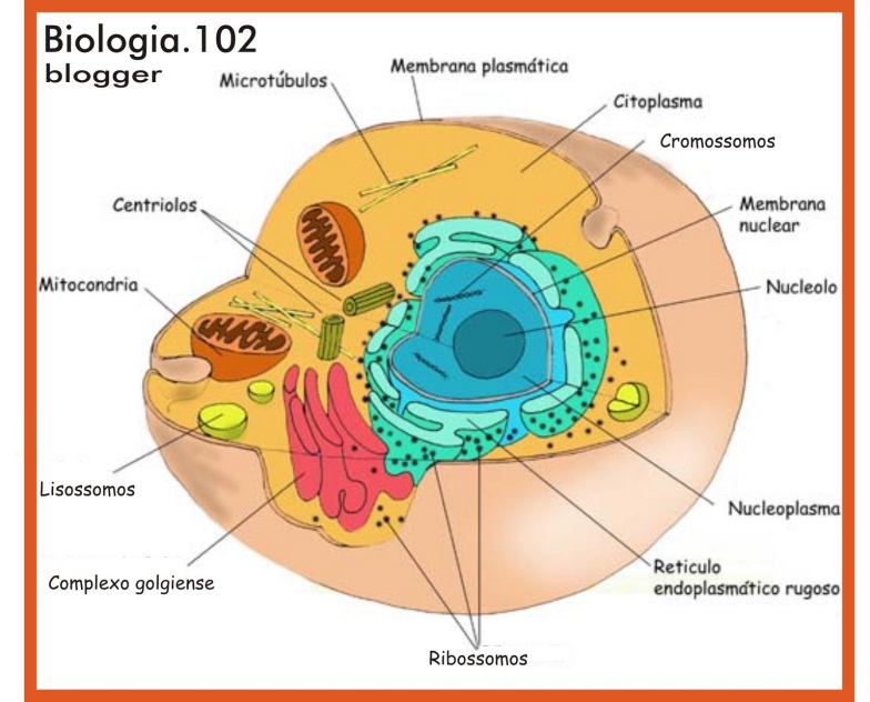 Ingeniería Ambiental 1 Semestre Biología : LA CÉLULA