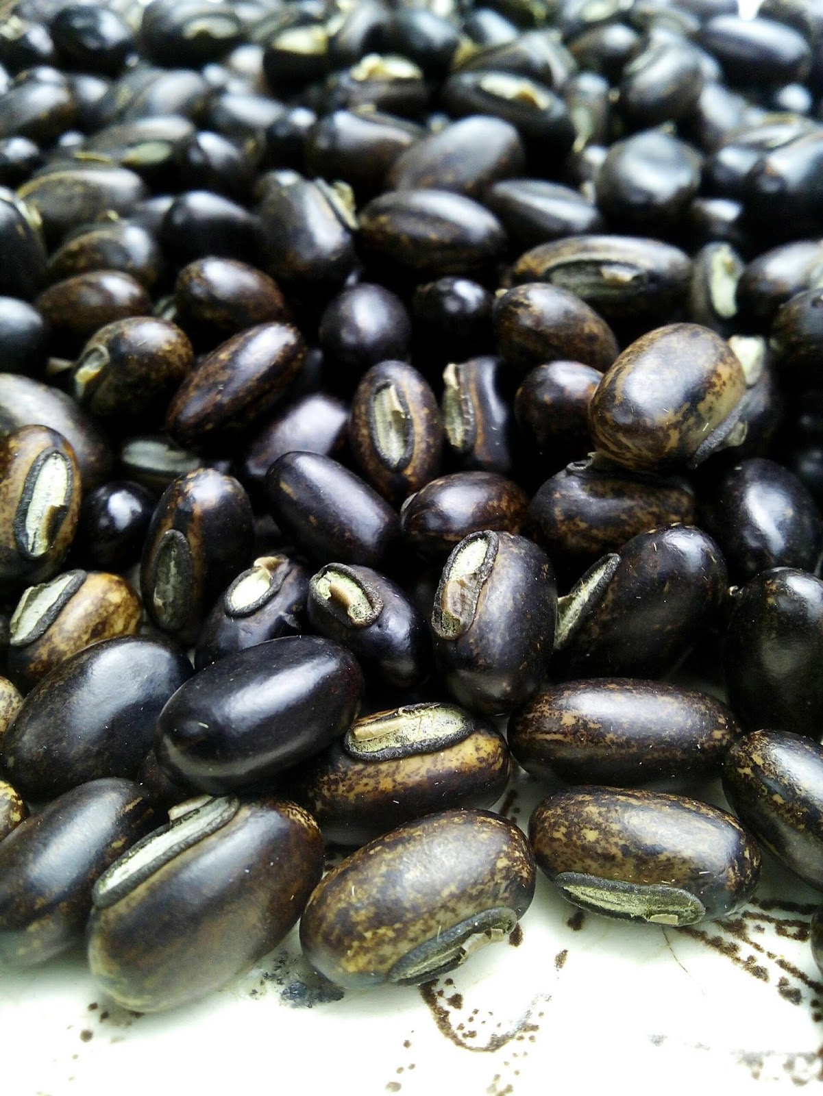 Mucuna Bracteata: Informasi Harga Mucuna Bracteata