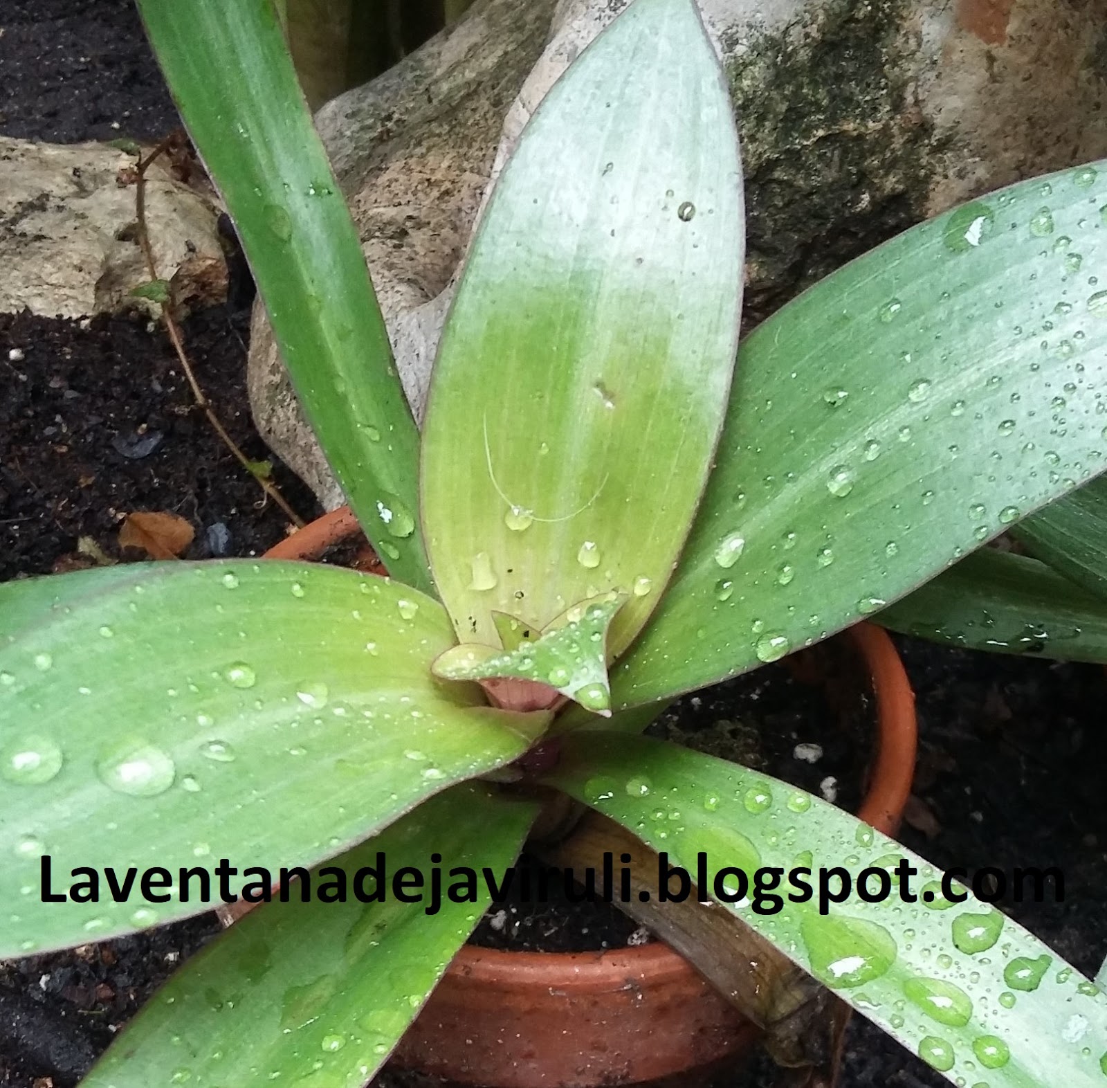 LA VENTANA DE JAVIRULI: PLANTAS DE INTERIOR (78): TRADESCANTIA ...
