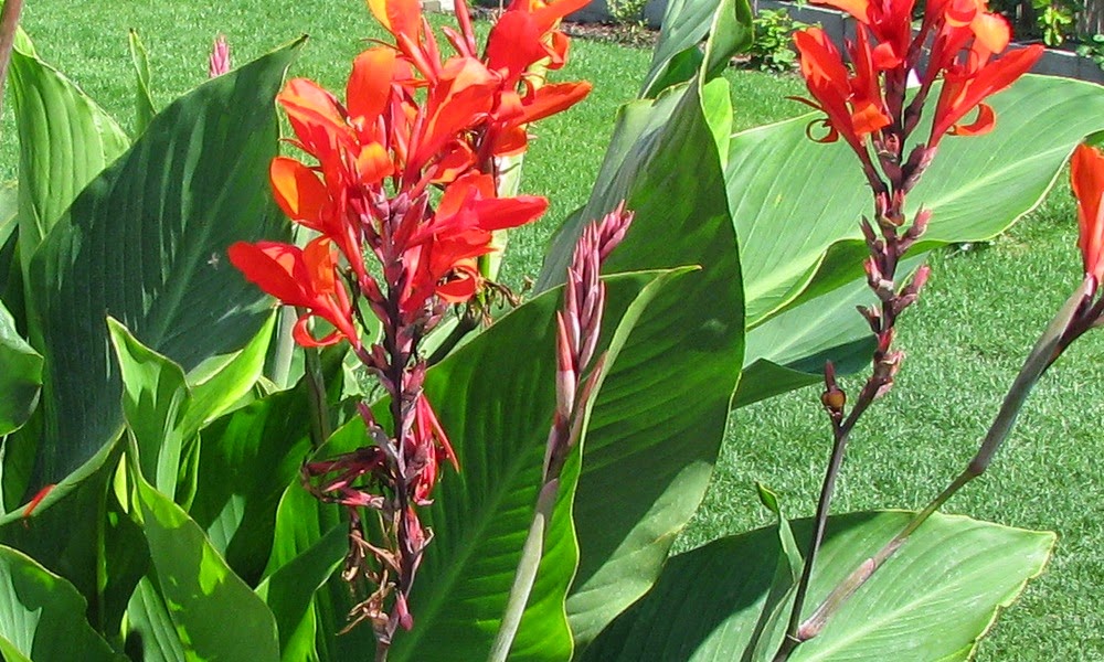 Home And Garden : Canna indica