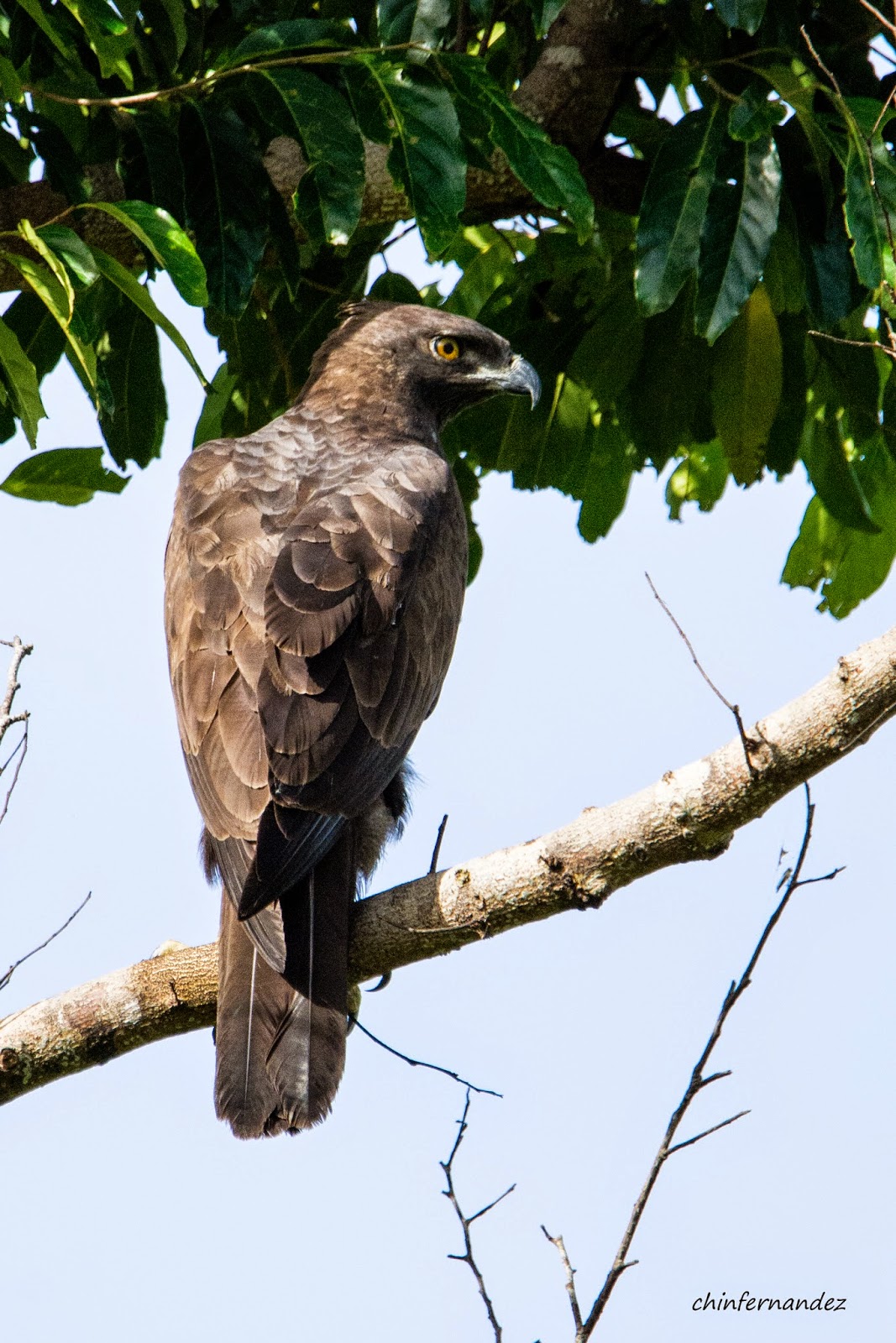 The Chiwit Chronicles: BY2014, the year that was...