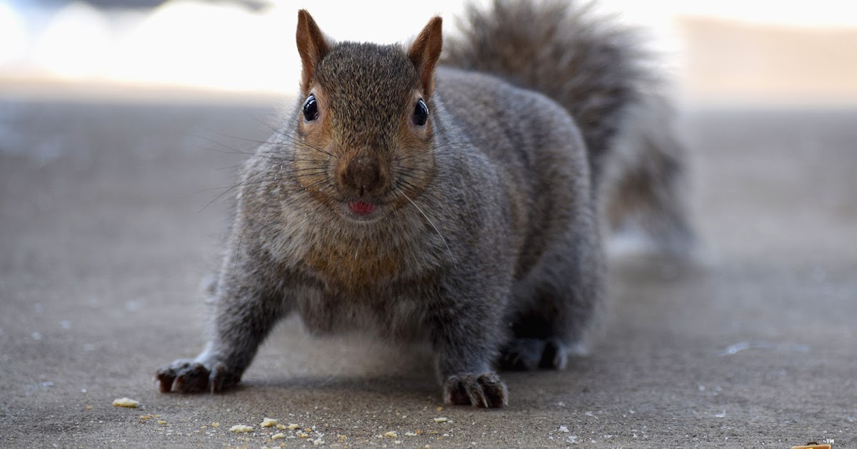 Eastern Gray Squirrels of Minnesota - Trayaan