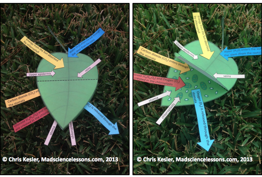 Esprit de Corps in Four: Mrs. Ginn's Team201: Photosynthesis Foldable Model