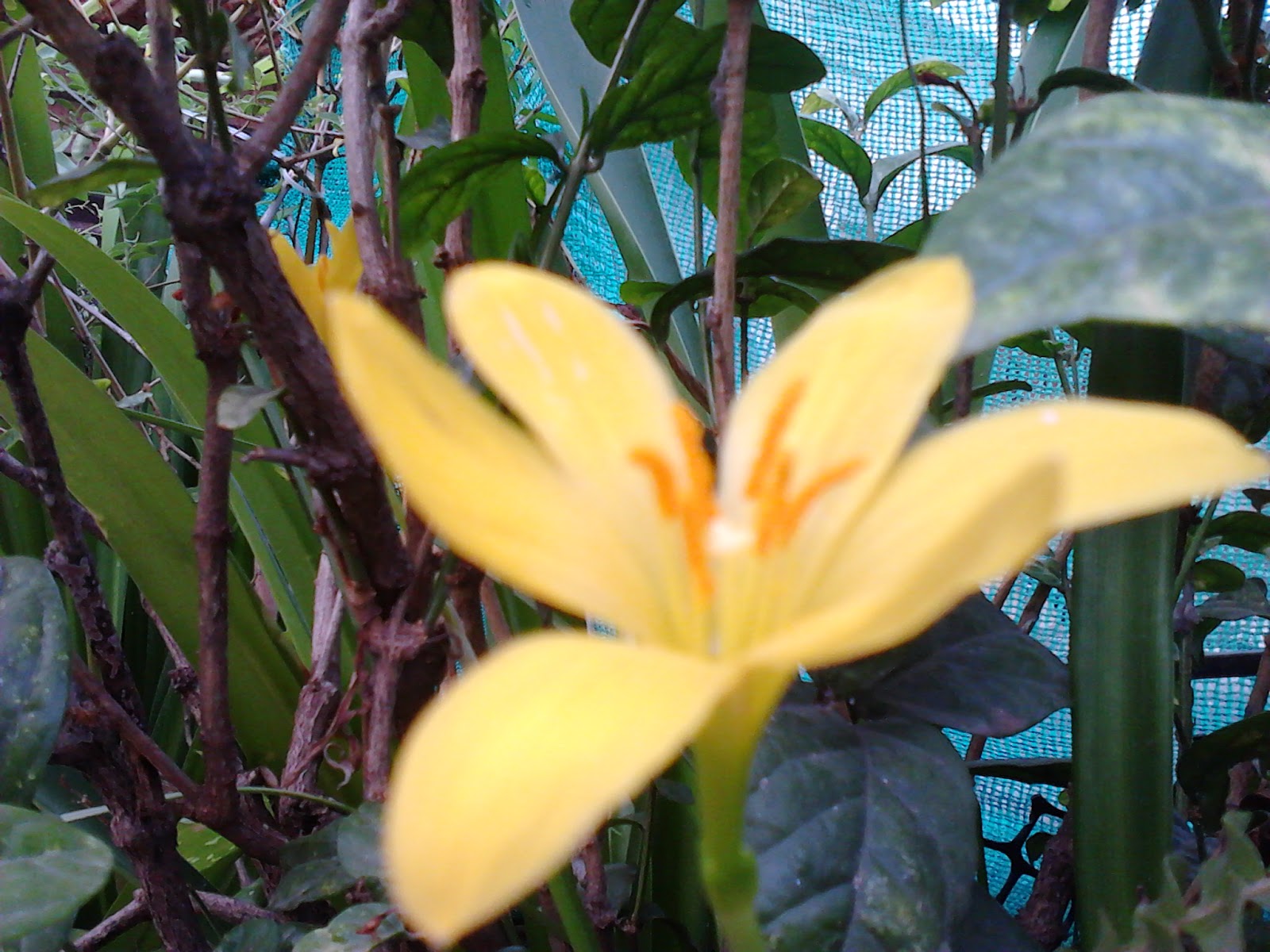 Garden Care Simplified: Bright Yellow Day Lilly Flowers Care and ...