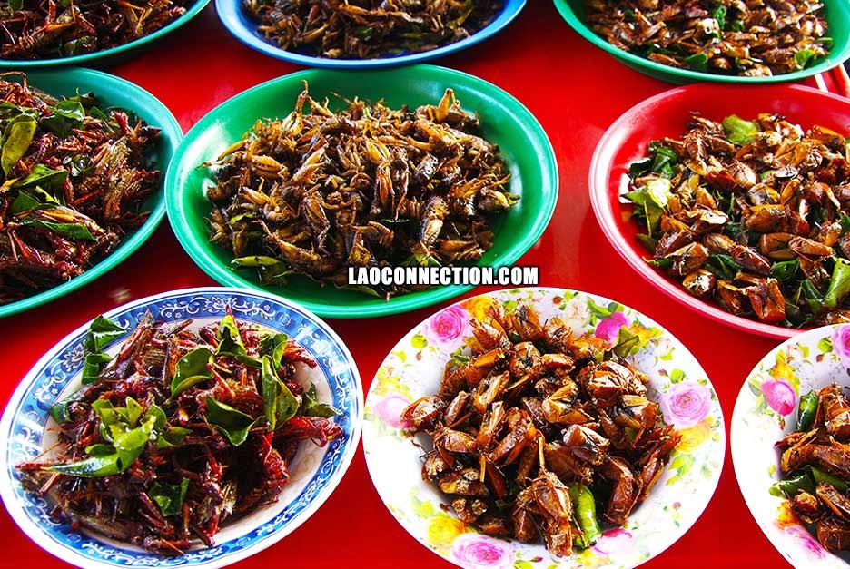 Laoconnection.com: Insect Buffet Anyone?