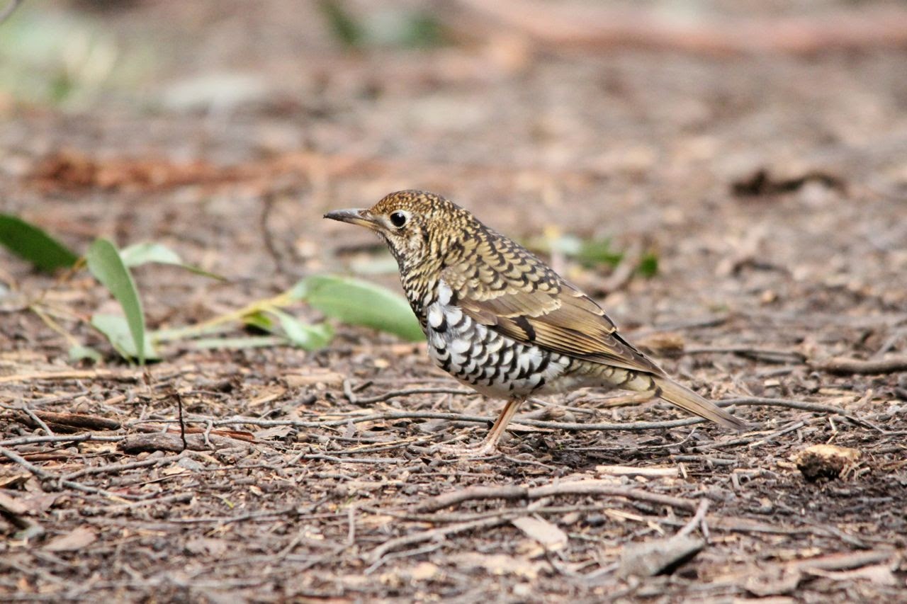 Pete's Flap Birding Aus: All things Bassian Thrush, Dandenong Ranges