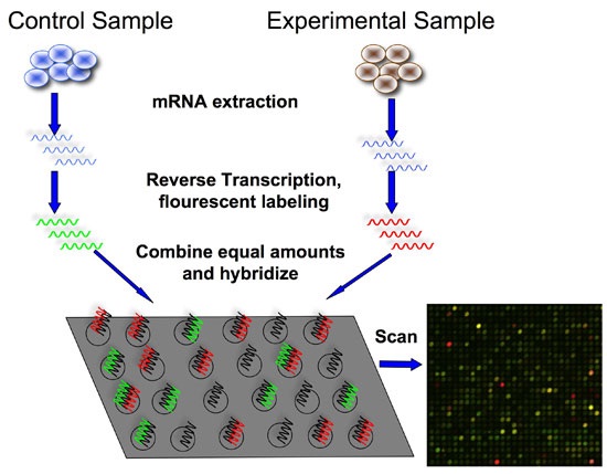 My Scientific Blog - Research and Articles: Microarrays