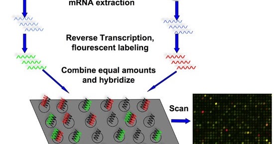 My Scientific Blog - Research and Articles: Microarrays