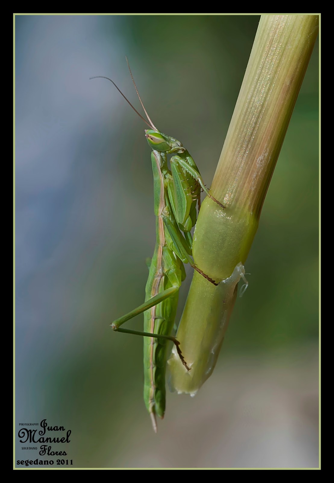 DIARIO DE UNA MIRADA: APTEROMANTIS APTERA