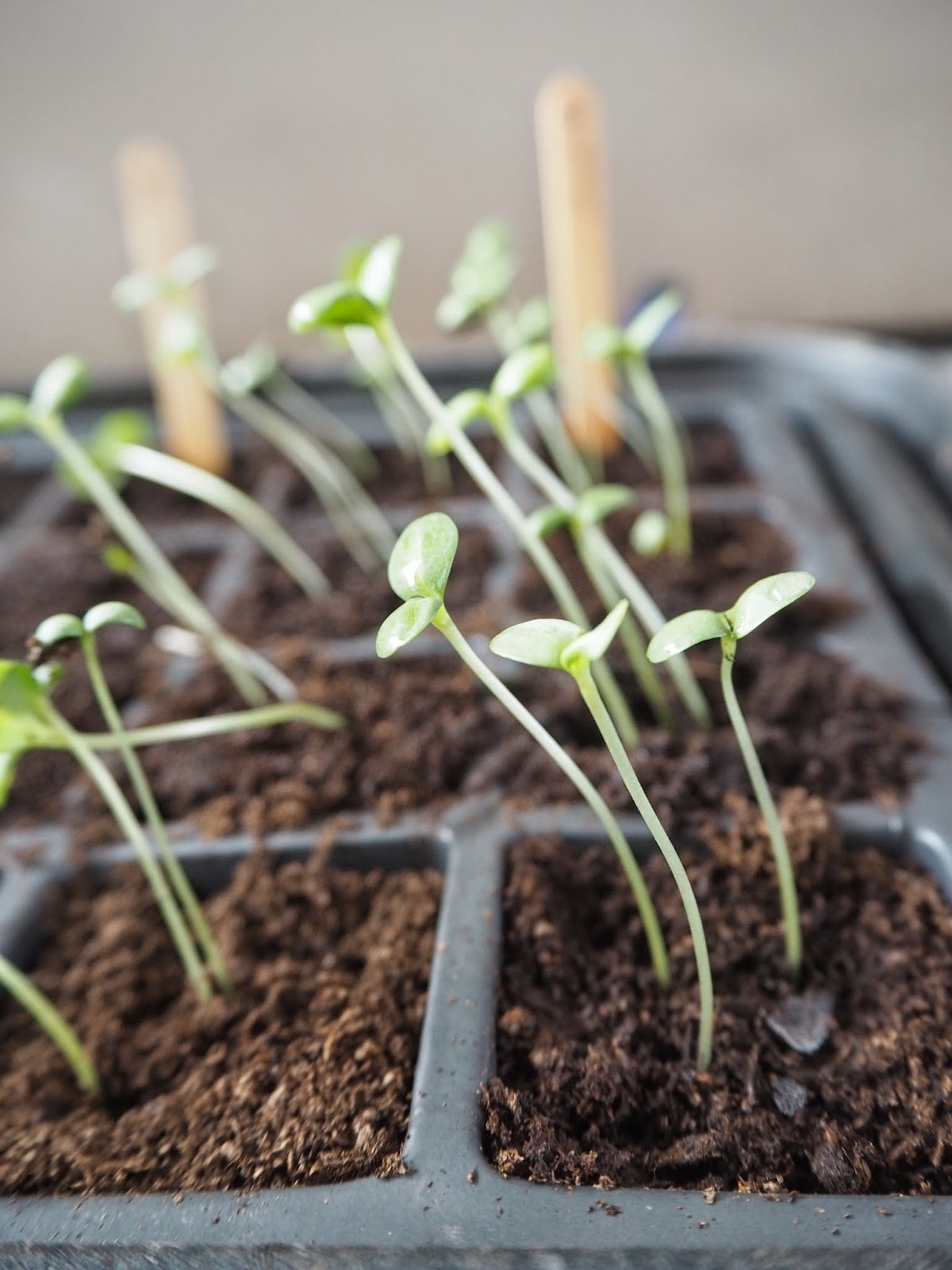 Spring Seed Planting - How to Have A Cutting Garden - Roses and Rolltops