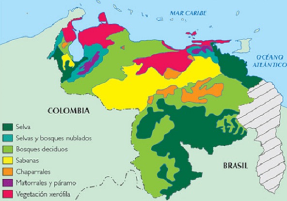 ¿Cuál es la situación de los bosques en Venezuela?