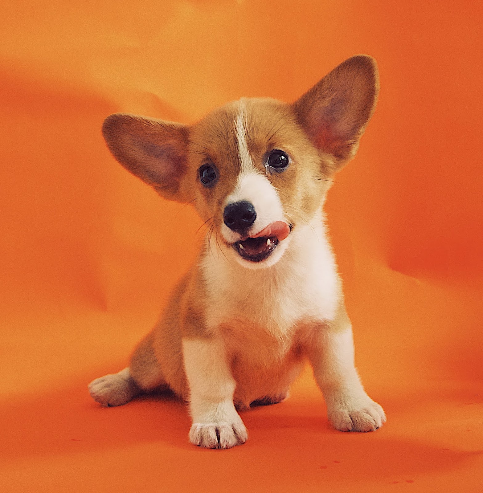 Aujeckijeva bolest, lažno besnilo, kod pasa i mačaka ~ Panvet - moj ...