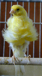 LOS CANARIOS DE POSTURA: Canarios Rizados (1)