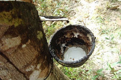 Kongsi Cerita Seorang Penoreh Getah Dan Tips Menoreh Getah~ | Oh Dunia!!