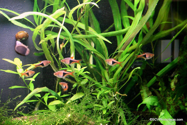 S.C.V. Aquascaping Ideas: Harlequin Rasbora - Trigonostigma Heteromorpha