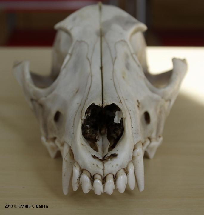 Golden Jackal Canis aureus: Golden Jackal survey in W. Estonia