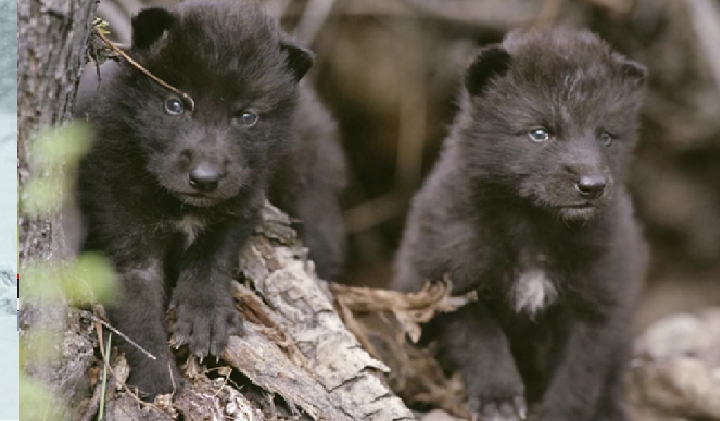 ÉRIKA MODA: LOBOS - CANIS LUPUS