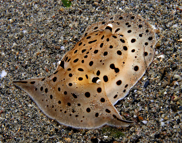 Real Monstrosities: Moon-headed Sidegill Slug