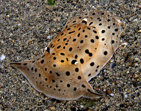 Real Monstrosities: Moon-headed Sidegill Slug